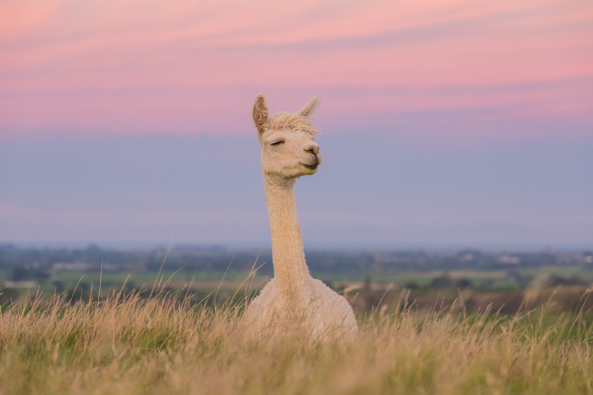 Alpacas In New Zealand - Becoming Kiwi Day 6 - Deep Blue Photography